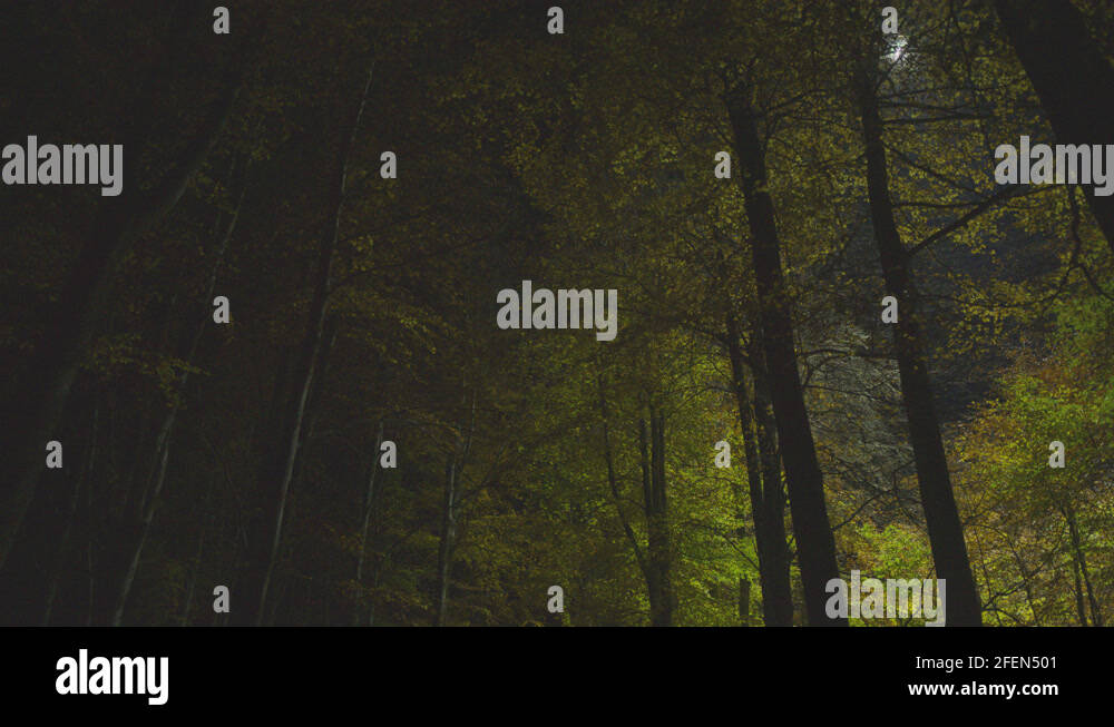 Creative lighting of a Forest landscape using a drone Stock Video ...