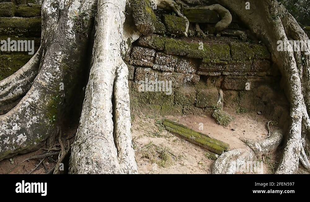 Khmer tree Stock Videos & Footage - HD and 4K Video Clips - Alamy