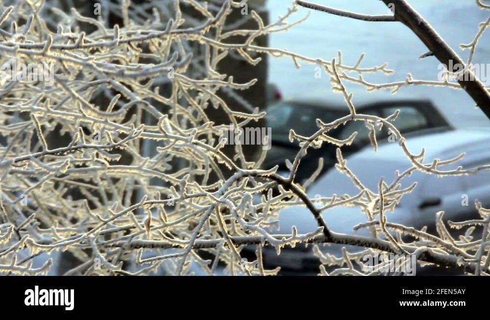 Frosted tree Stock Videos & Footage - HD and 4K Video Clips - Alamy