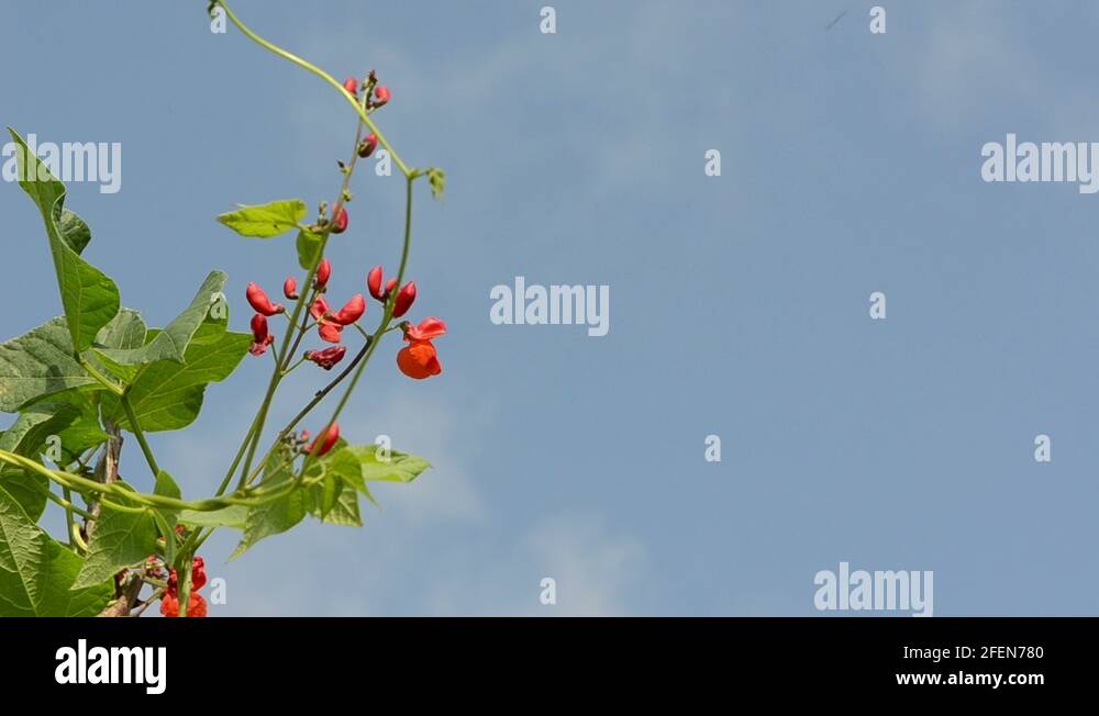 Bean stem leaf Stock Videos & Footage - HD and 4K Video Clips - Alamy
