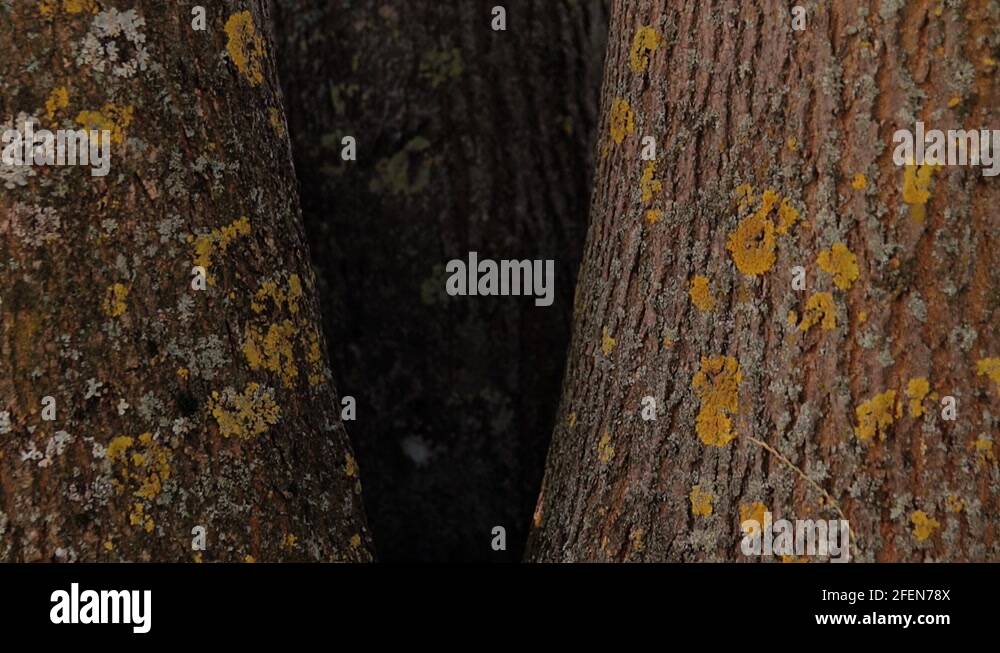 Base of tree stump Stock Videos & Footage - HD and 4K Video Clips - Alamy