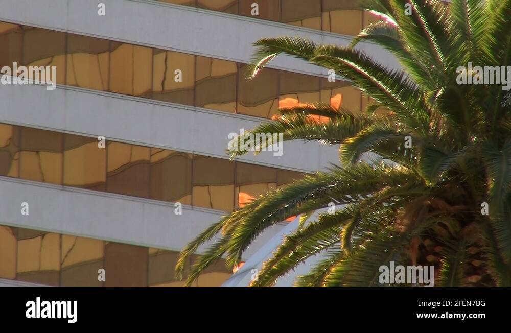 Urban palm tree Stock Videos & Footage - HD and 4K Video Clips - Alamy