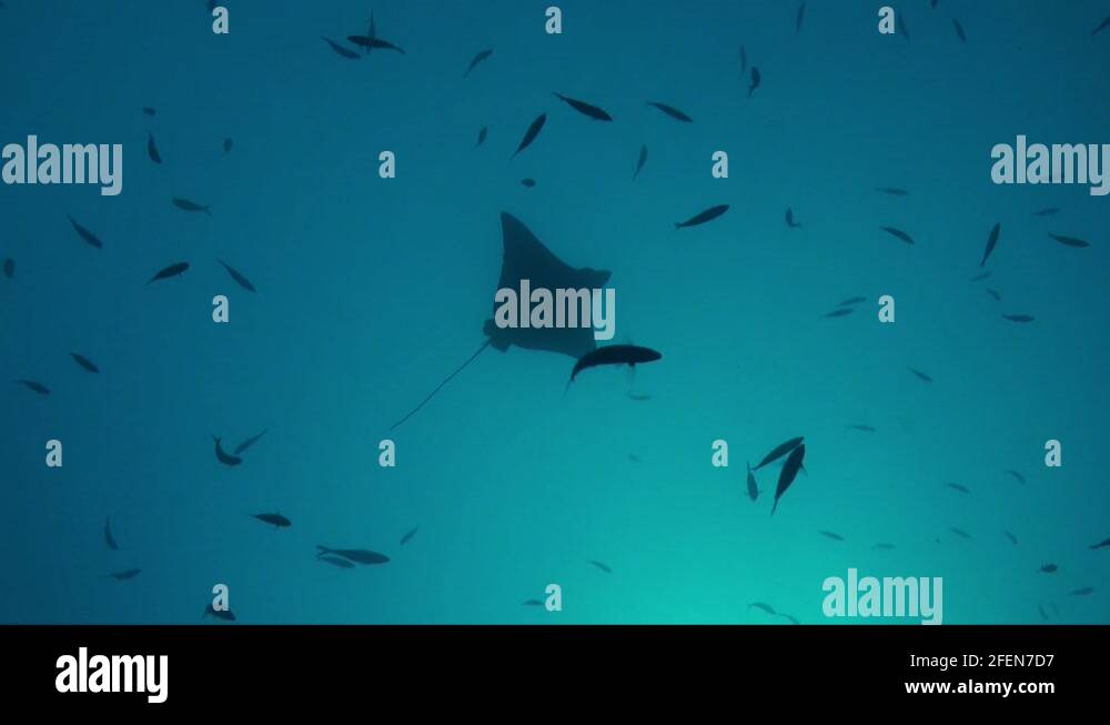 Ray silhouette Stock Videos & Footage - HD and 4K Video Clips - Alamy