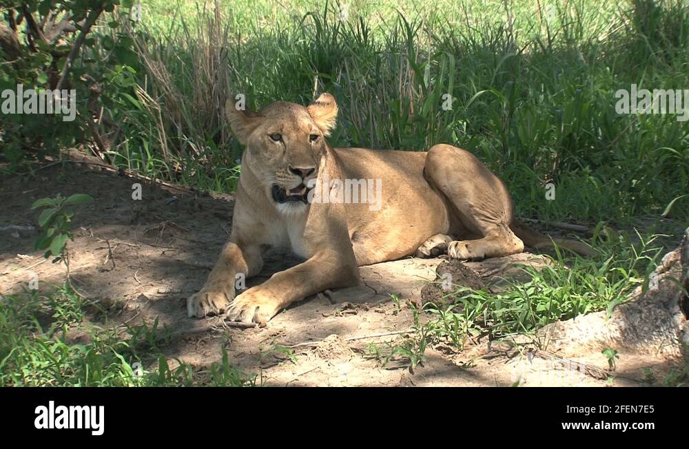 Lion Stock Videos & Footage - HD and 4K Video Clips - Alamy