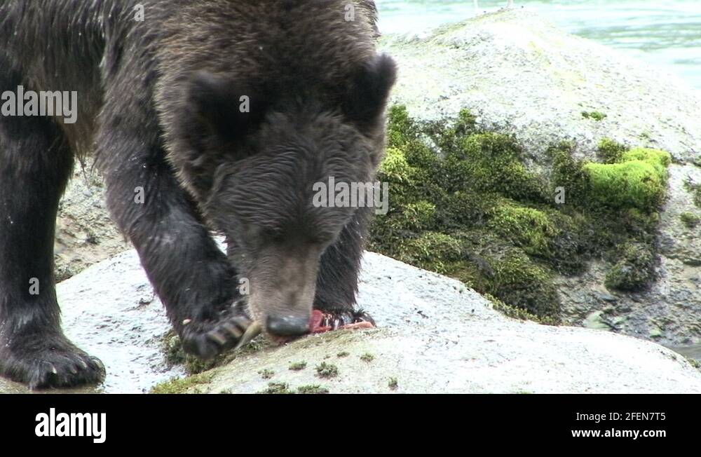 Bear claws Stock Videos & Footage - HD and 4K Video Clips - Alamy