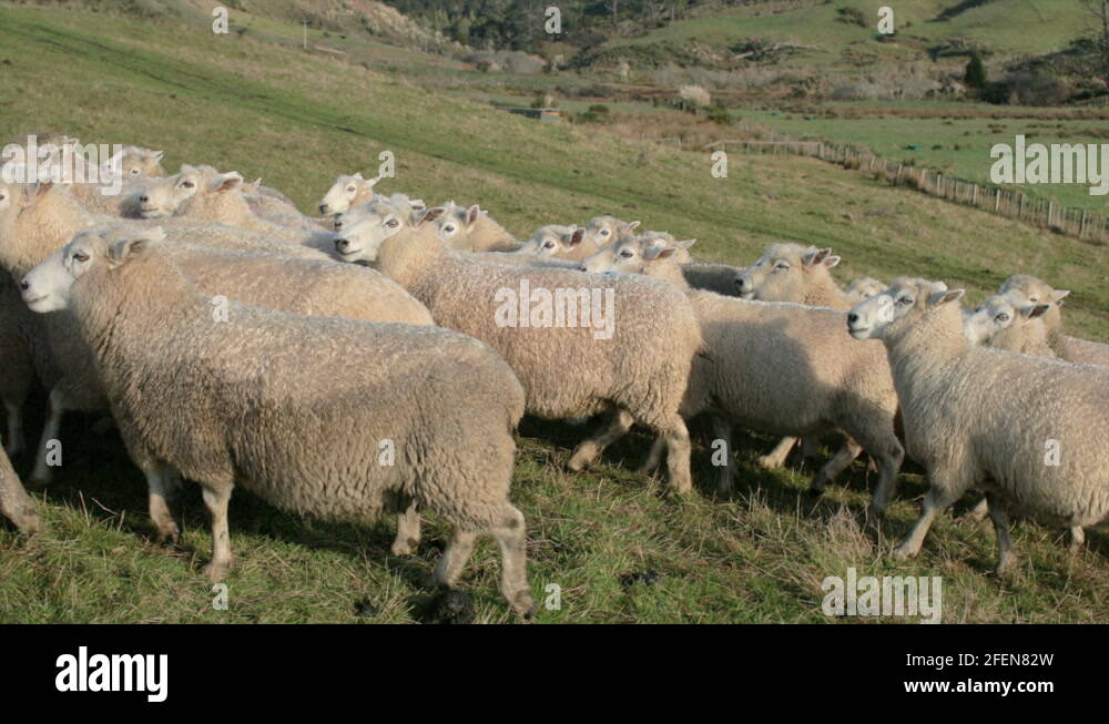 Shepherd sheep dog herding sheep Stock Videos & Footage - HD and 4K ...