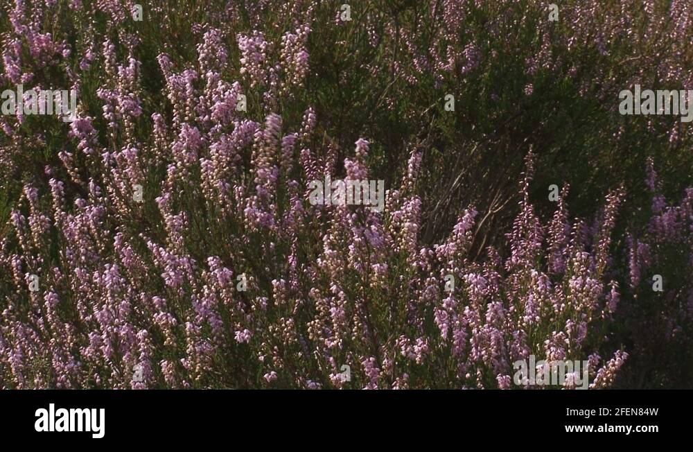 Pollinator insects Stock Videos & Footage - HD and 4K Video Clips - Alamy