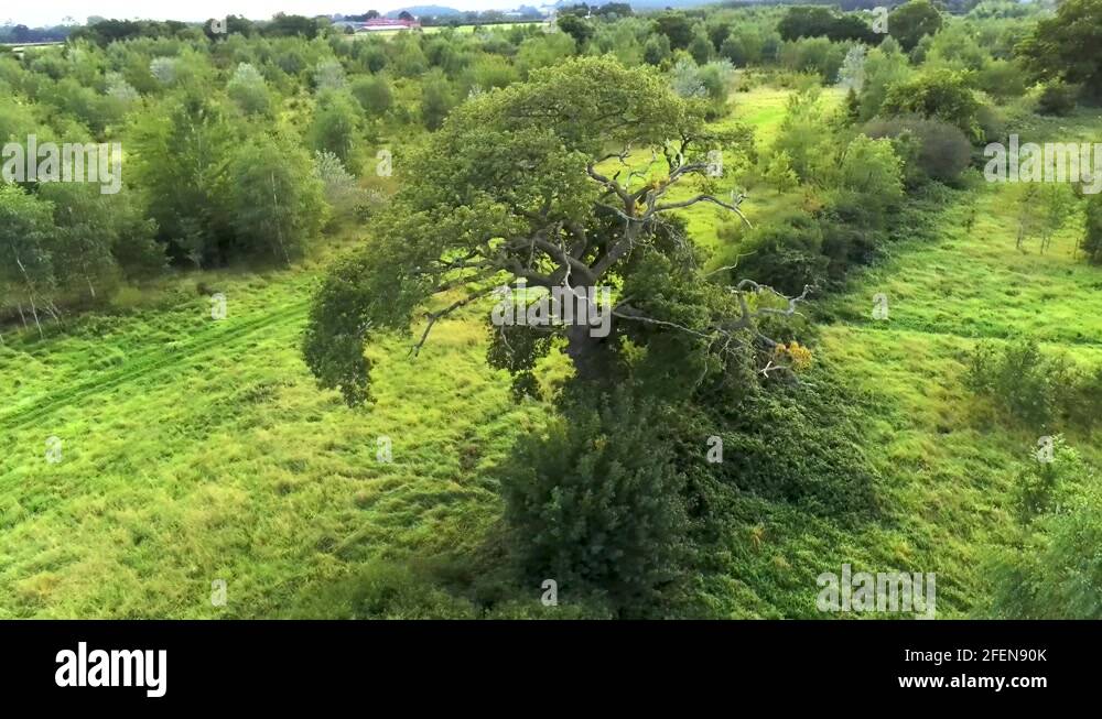Rugged field with tree Stock Videos & Footage - HD and 4K Video Clips ...