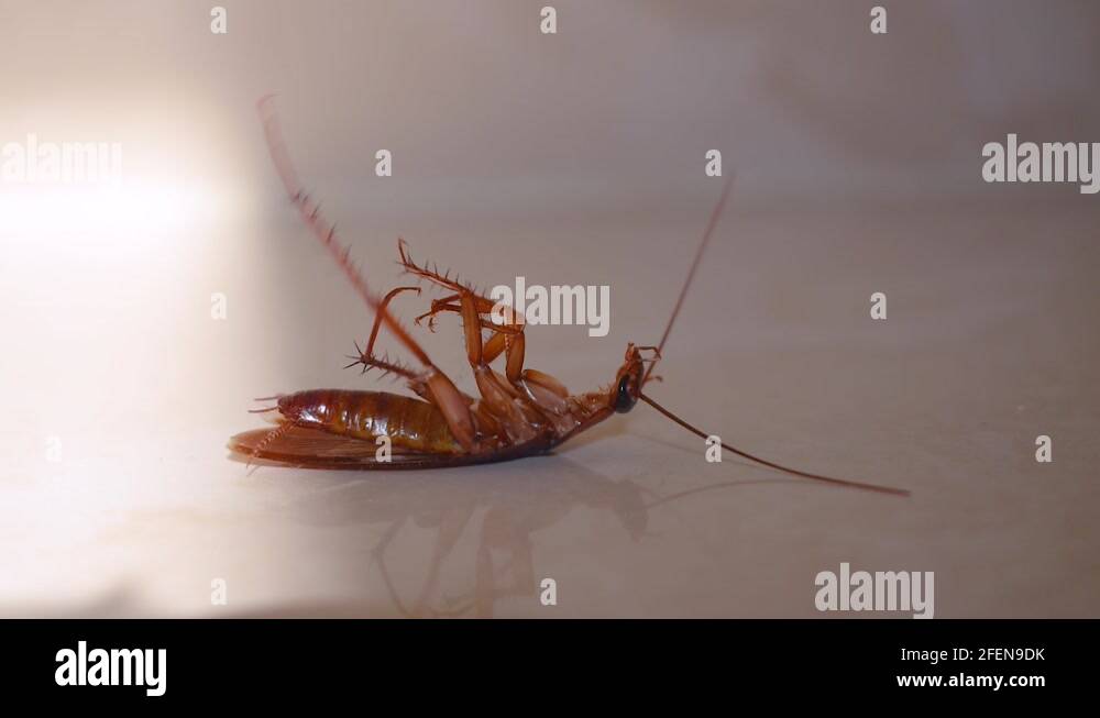 Supine stand Stock Videos & Footage - HD and 4K Video Clips - Alamy