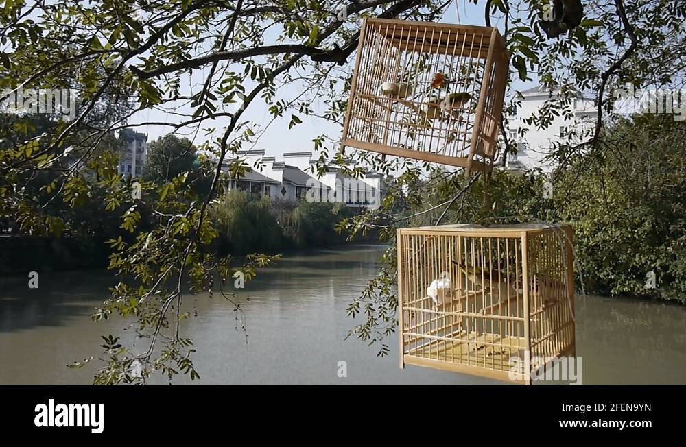 Cages hanging Stock Videos & Footage - HD and 4K Video Clips - Alamy