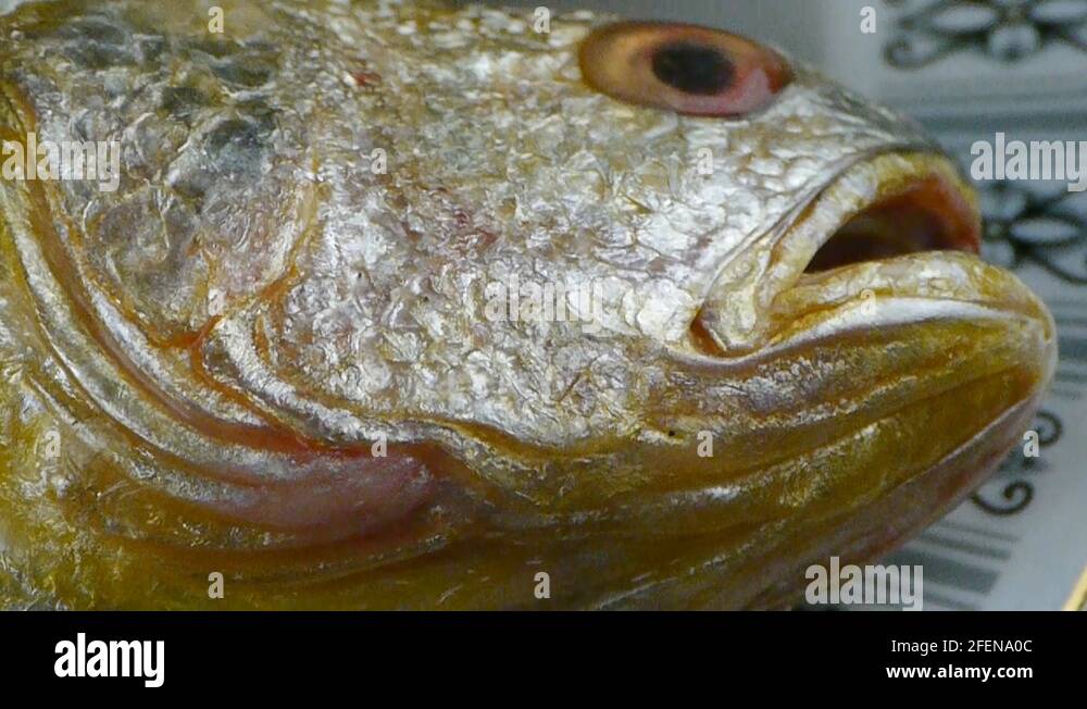 Croaker fish Stock Videos & Footage - HD and 4K Video Clips - Alamy
