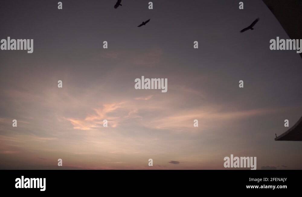 Silhouette birds flying around during Stock Videos & Footage - HD and ...