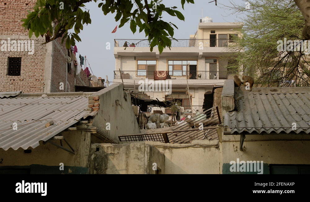 Animals in slums Stock Videos & Footage - HD and 4K Video Clips - Alamy