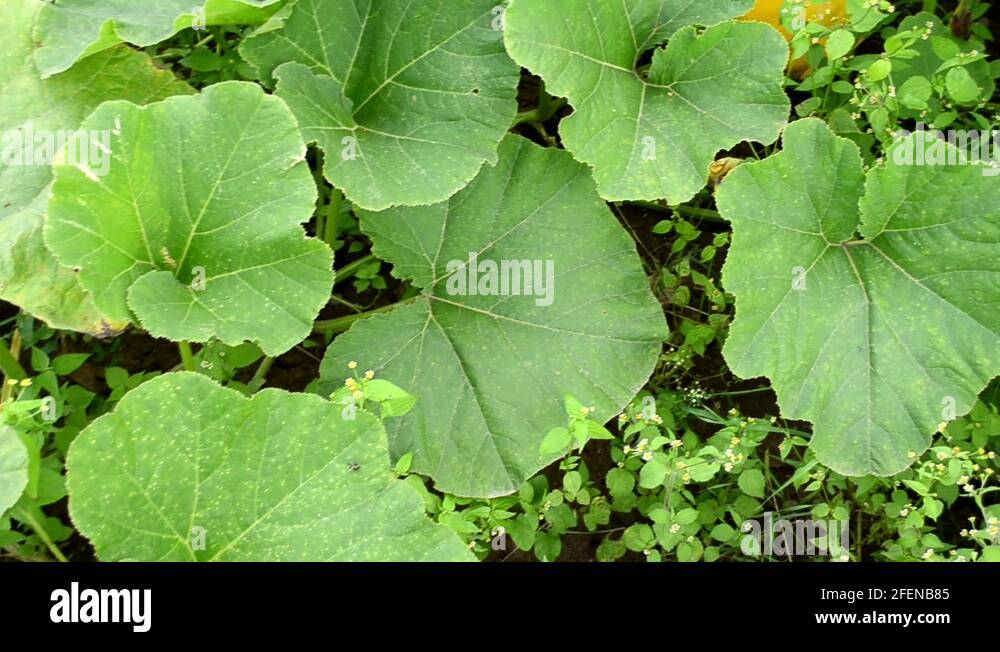 Vegetable weed Stock Videos & Footage - HD and 4K Video Clips - Alamy