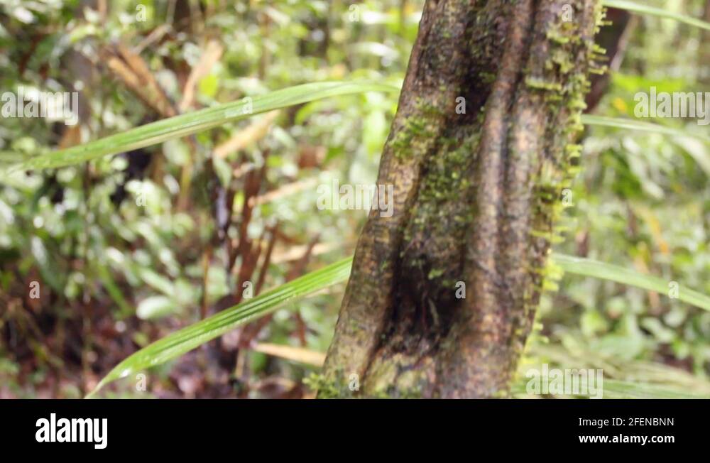 Monkey ladder Stock Videos & Footage - HD and 4K Video Clips - Alamy