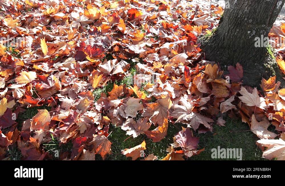 Leaves falling from tree Stock Videos & Footage - HD and 4K Video Clips ...