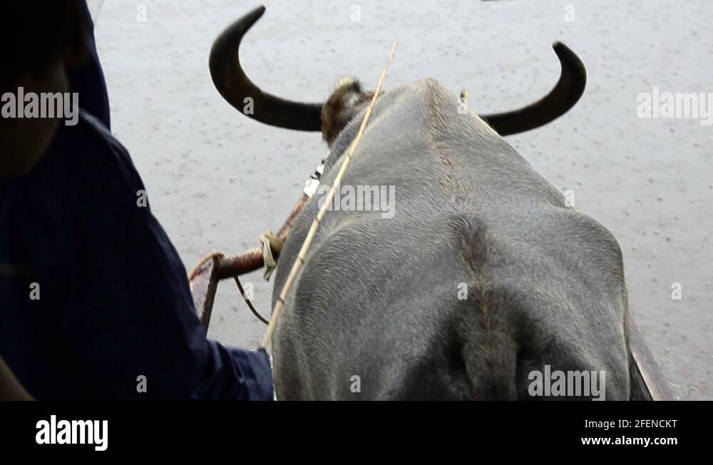 Traditional water buffalo pulled cart in Okinawa, Japan Stock Video ...