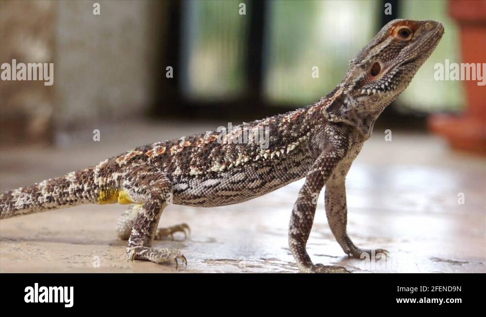 Lizard pet Stock Videos & Footage - HD and 4K Video Clips - Alamy