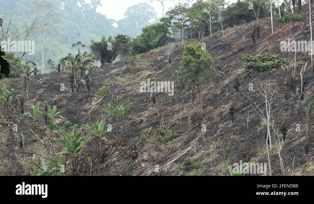 Slash and burn deforestation Stock Videos & Footage - HD and 4K Video ...