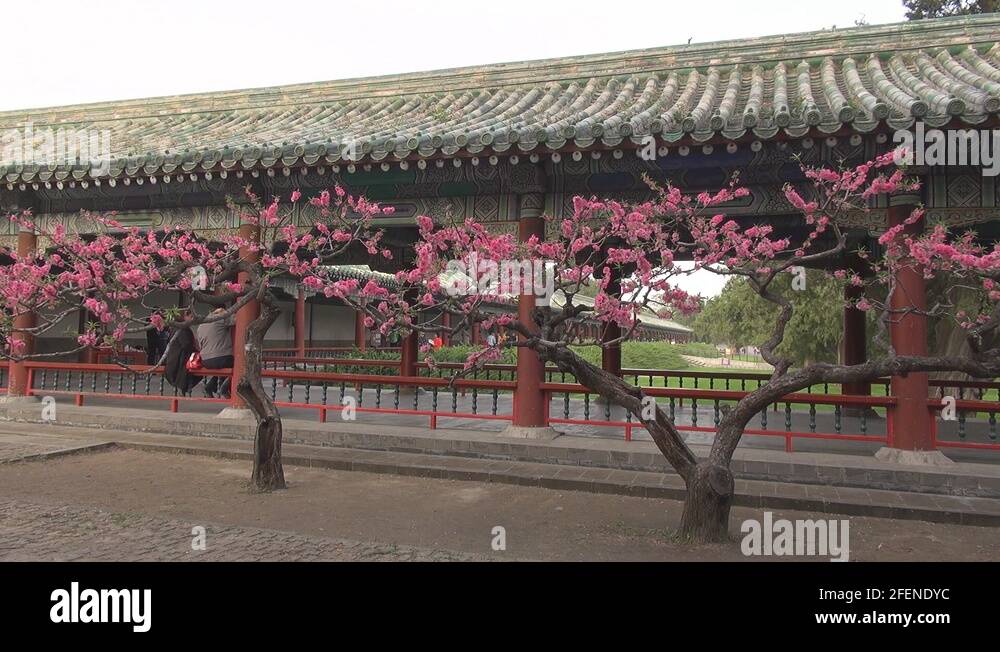 China tree of life Stock Videos & Footage - HD and 4K Video Clips - Alamy