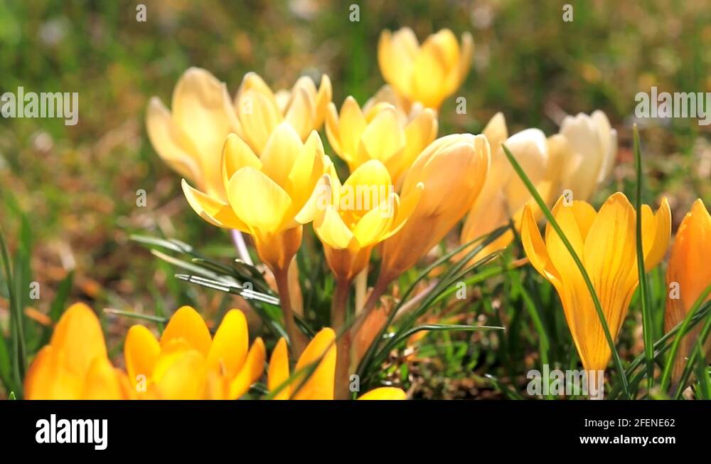 Crocus leaves Stock Videos & Footage - HD and 4K Video Clips - Alamy