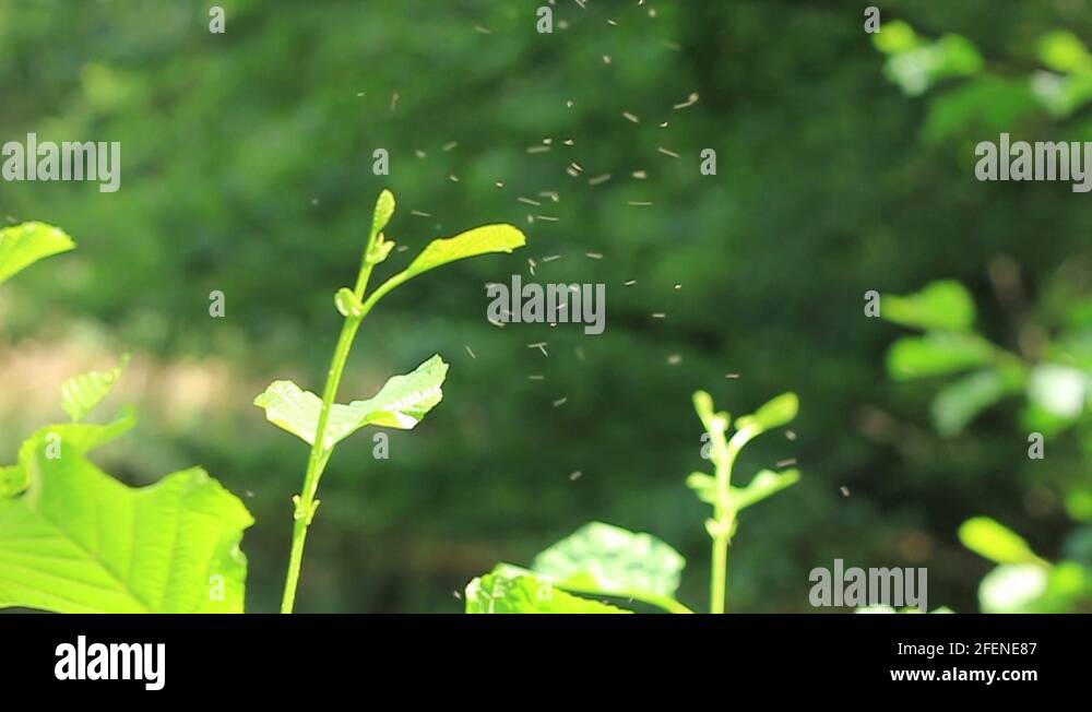 Flying insects Stock Videos & Footage - HD and 4K Video Clips - Alamy