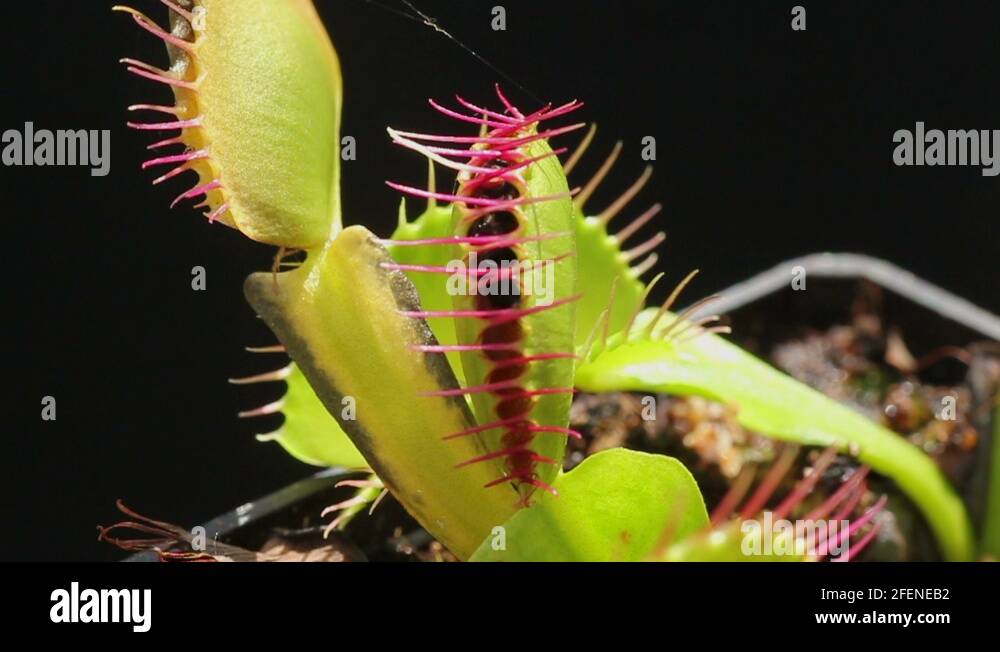 Plant evolution Stock Videos & Footage - HD and 4K Video Clips - Alamy