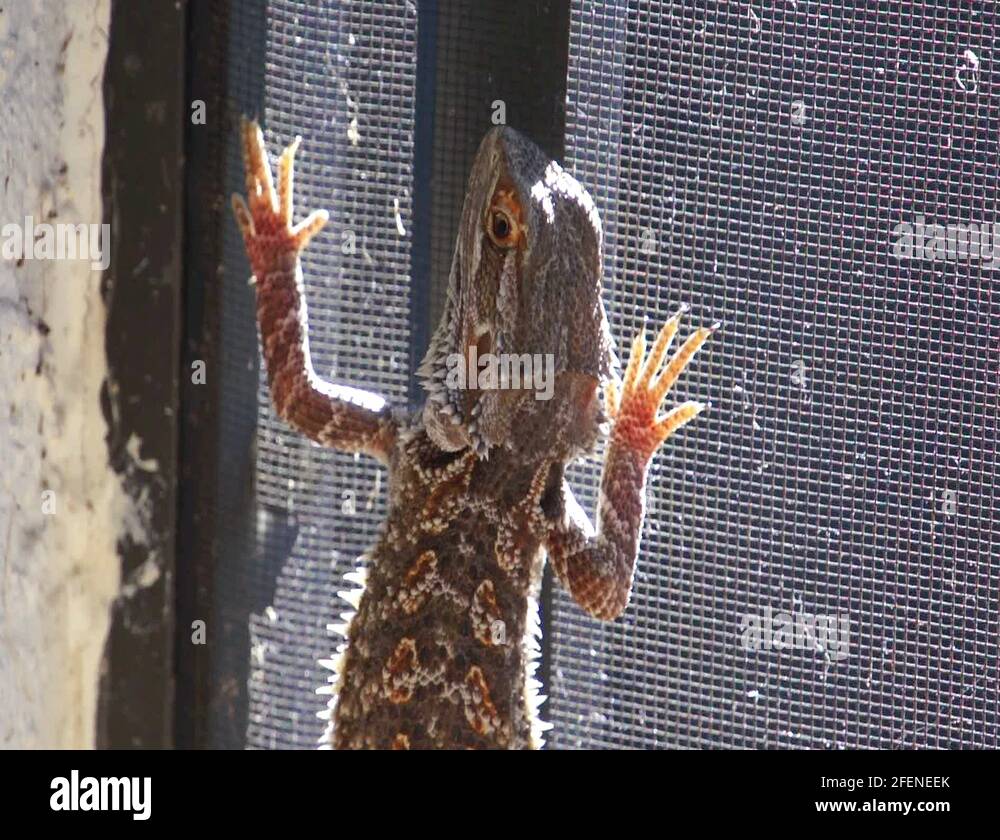 Lizard on screen Stock Videos & Footage - HD and 4K Video Clips - Alamy