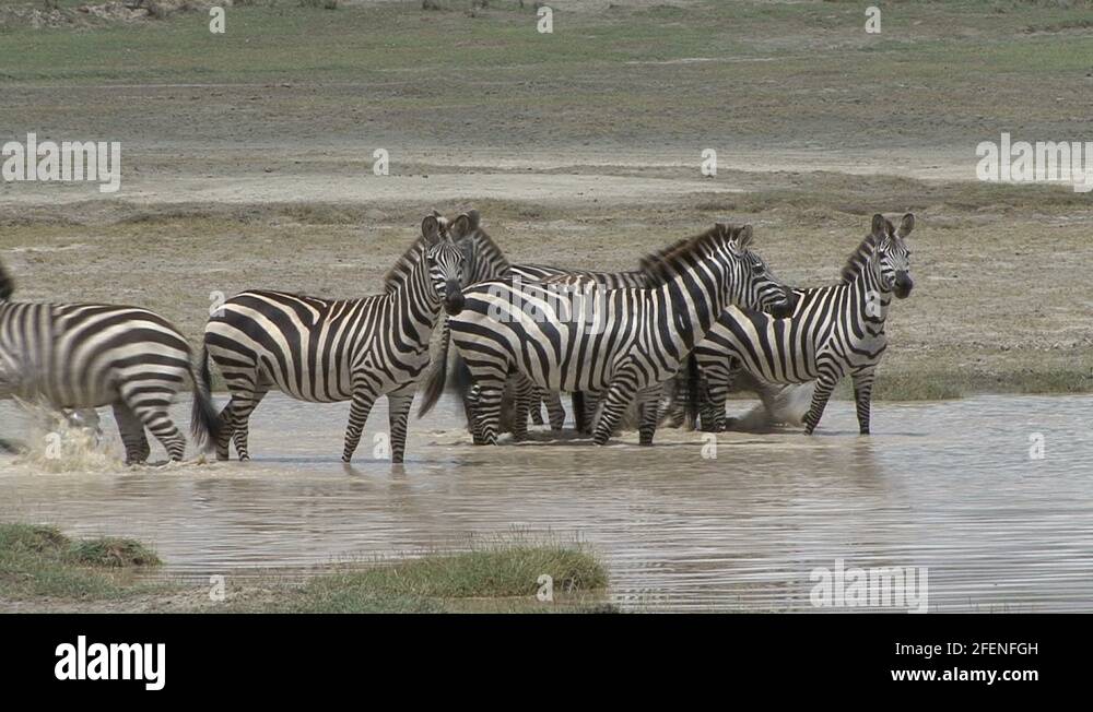 Tanzania splash Stock Videos & Footage - HD and 4K Video Clips - Alamy