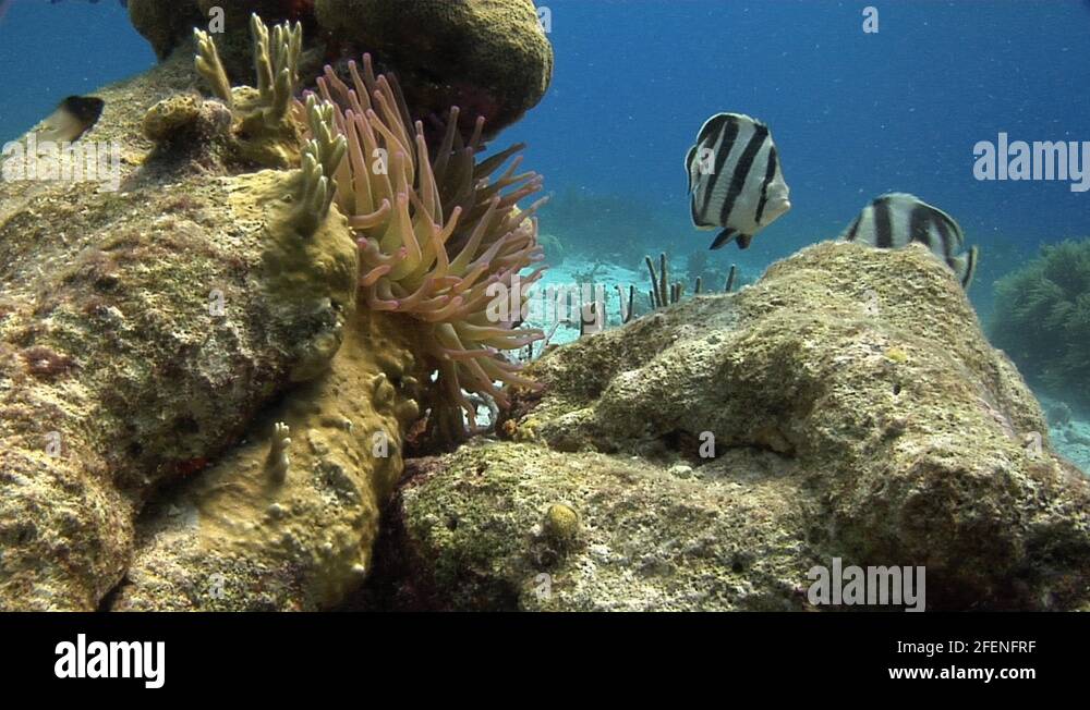 Tripod fish Stock Videos & Footage - HD and 4K Video Clips - Alamy