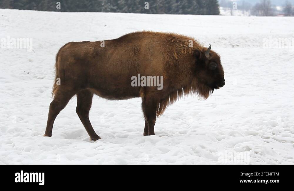Bison bison bison on bison Stock Videos & Footage - HD and 4K Video ...