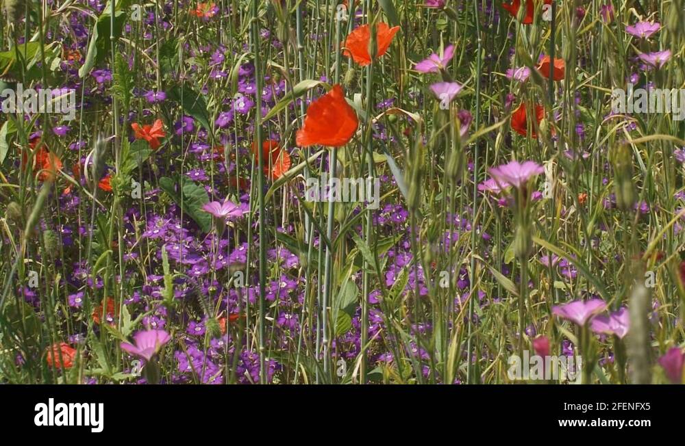 Arable weeds Stock Videos & Footage - HD and 4K Video Clips - Alamy