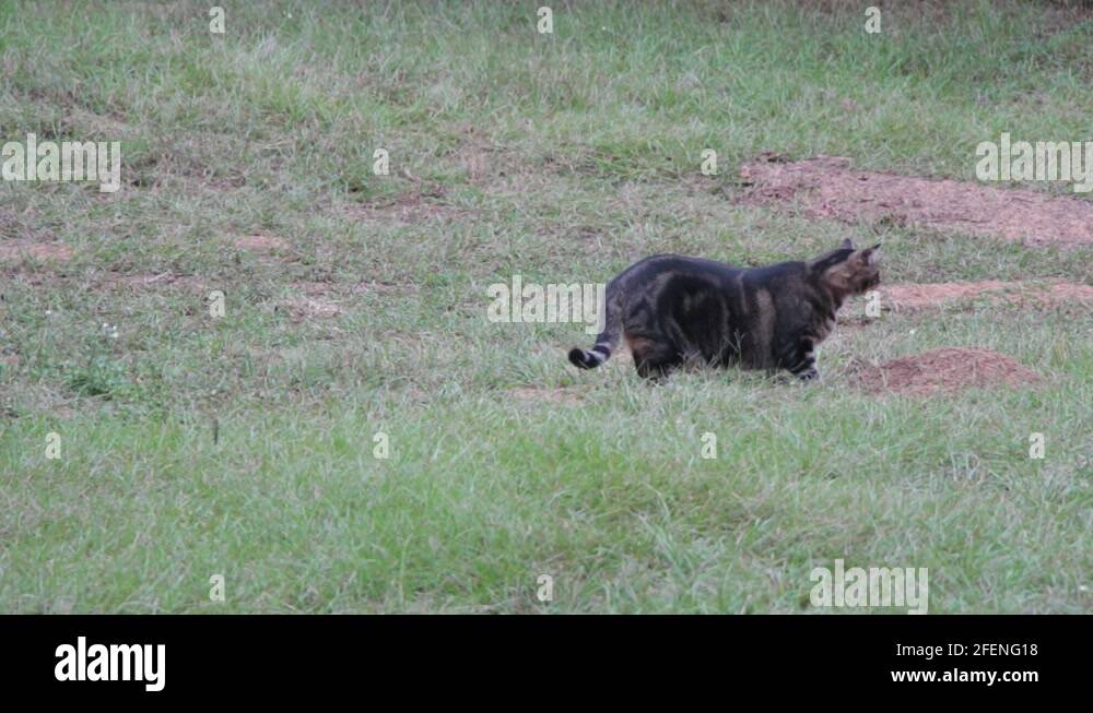 Pound cat Stock Videos & Footage - HD and 4K Video Clips - Alamy