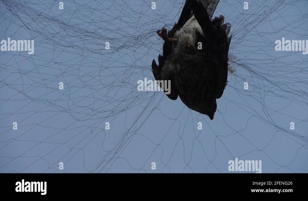 Trapped net Stock Videos & Footage - HD and 4K Video Clips - Alamy