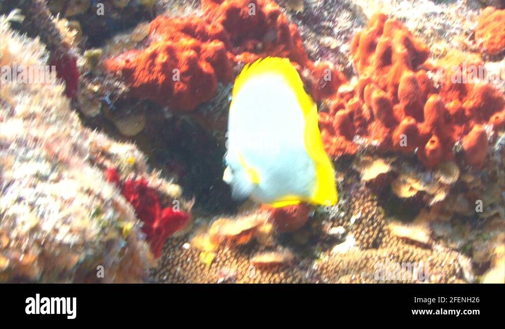 Coral reef cute environment Stock Videos & Footage - HD and 4K Video ...