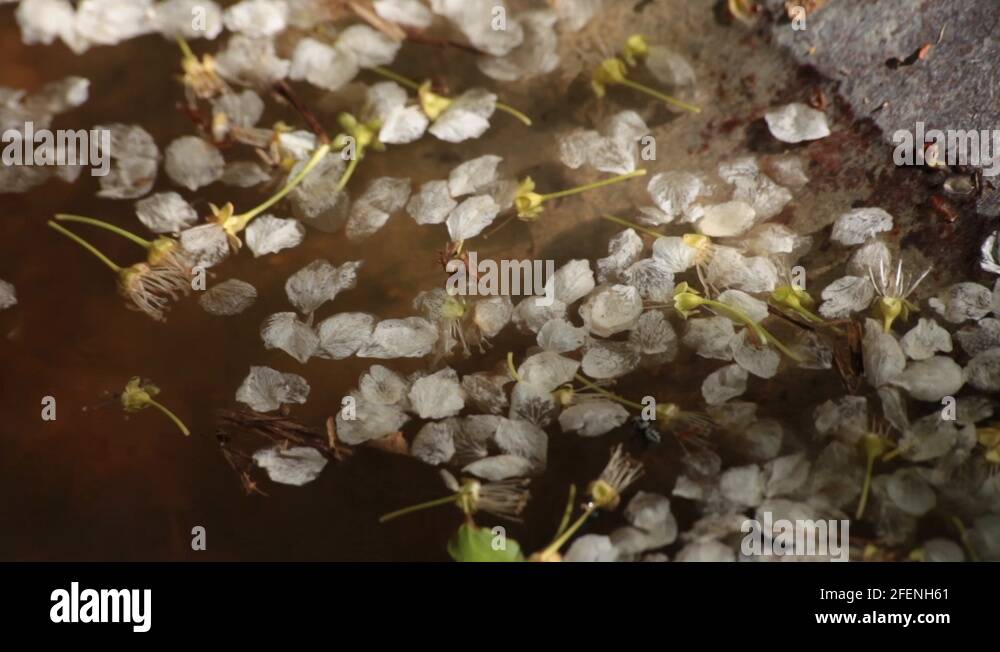 Petals decay Stock Videos & Footage - HD and 4K Video Clips - Alamy