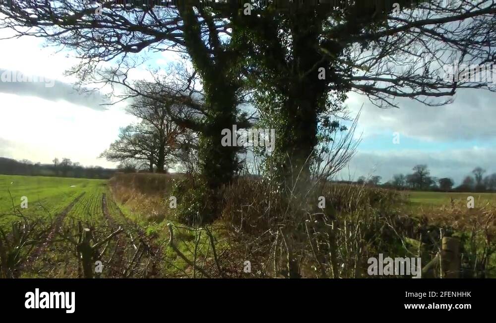 Oak trees in winter Stock Videos & Footage - HD and 4K Video Clips - Alamy