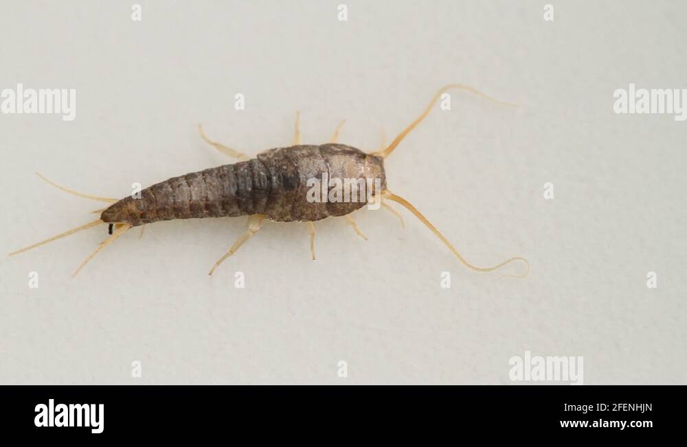 Fishmoth lepisma saccharina Stock Videos & Footage - HD and 4K Video ...