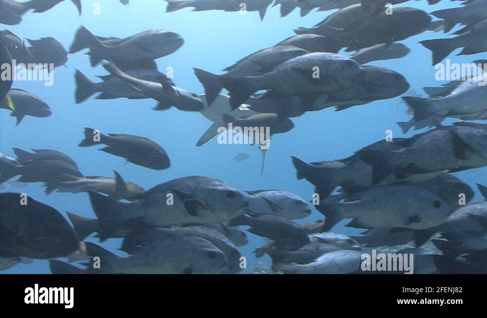 Remora shark Stock Videos & Footage - HD and 4K Video Clips - Alamy