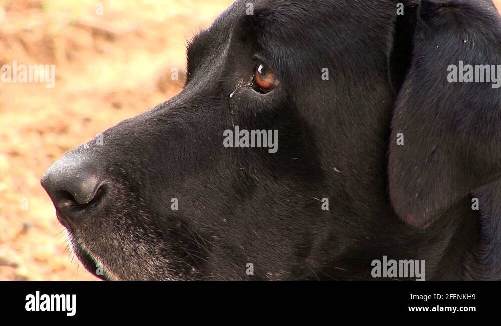 Old labrador retriever Stock Videos & Footage - HD and 4K Video Clips ...