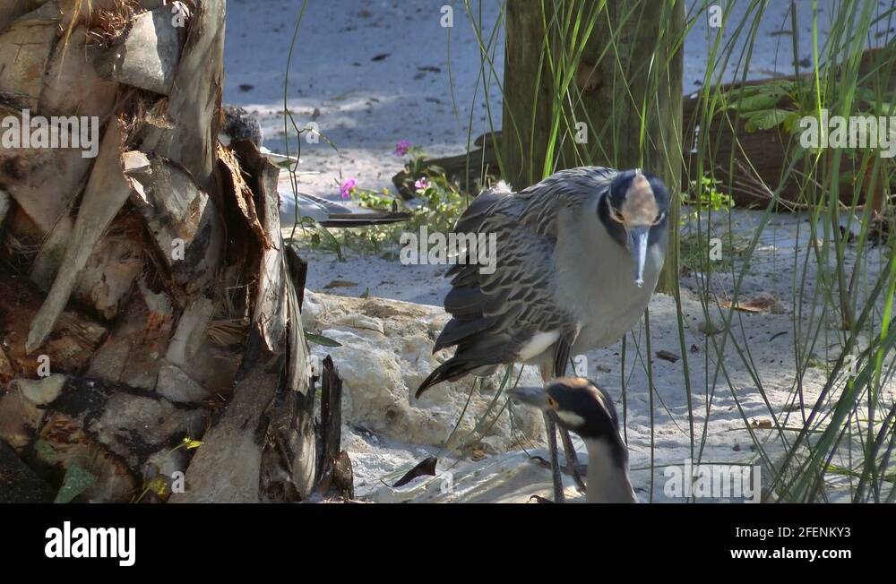 Meet the birds Stock Videos & Footage - HD and 4K Video Clips - Alamy