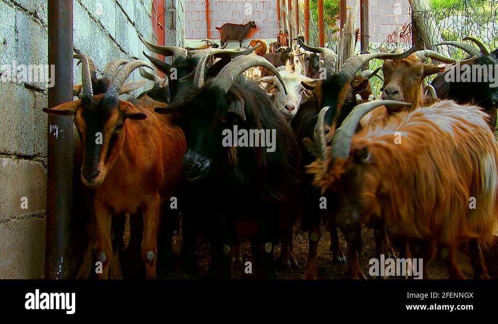Goat farming. Domestic goats on a farm Stock Video Footage - Alamy