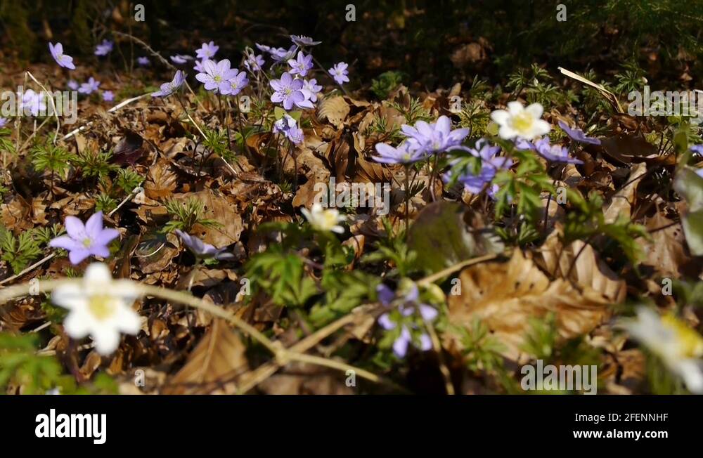 Forest and flowers on the ground Stock Videos & Footage - HD and 4K ...