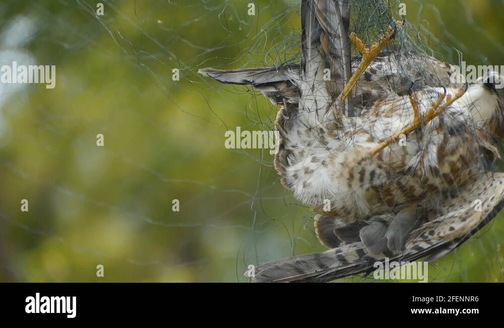 Green bird net Stock Videos & Footage - HD and 4K Video Clips - Alamy