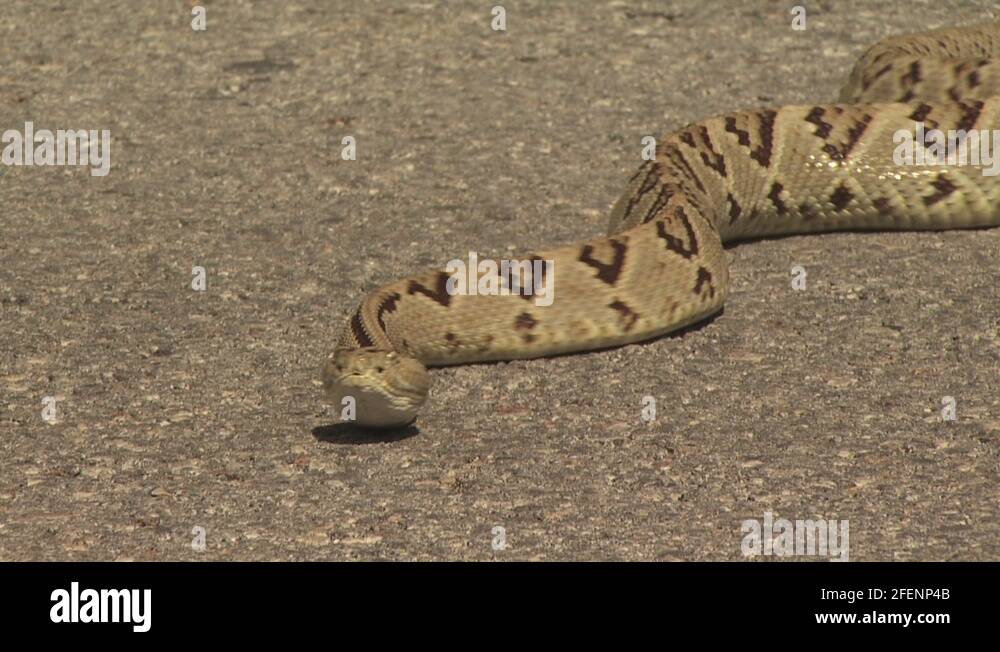 7 snakes Stock Videos & Footage - HD and 4K Video Clips - Alamy