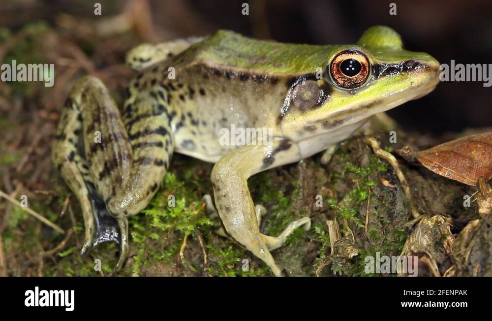 Neotropical green frog (Lithobates palmipes Stock Video Footage - Alamy