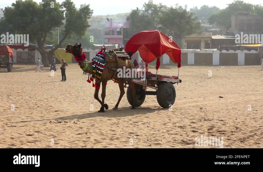 Dromedary camel cart Stock Videos & Footage - HD and 4K Video Clips - Alamy