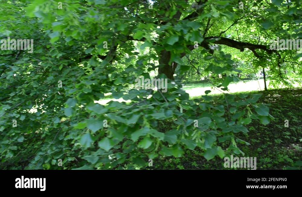 Leaf between branches Stock Videos & Footage - HD and 4K Video Clips ...