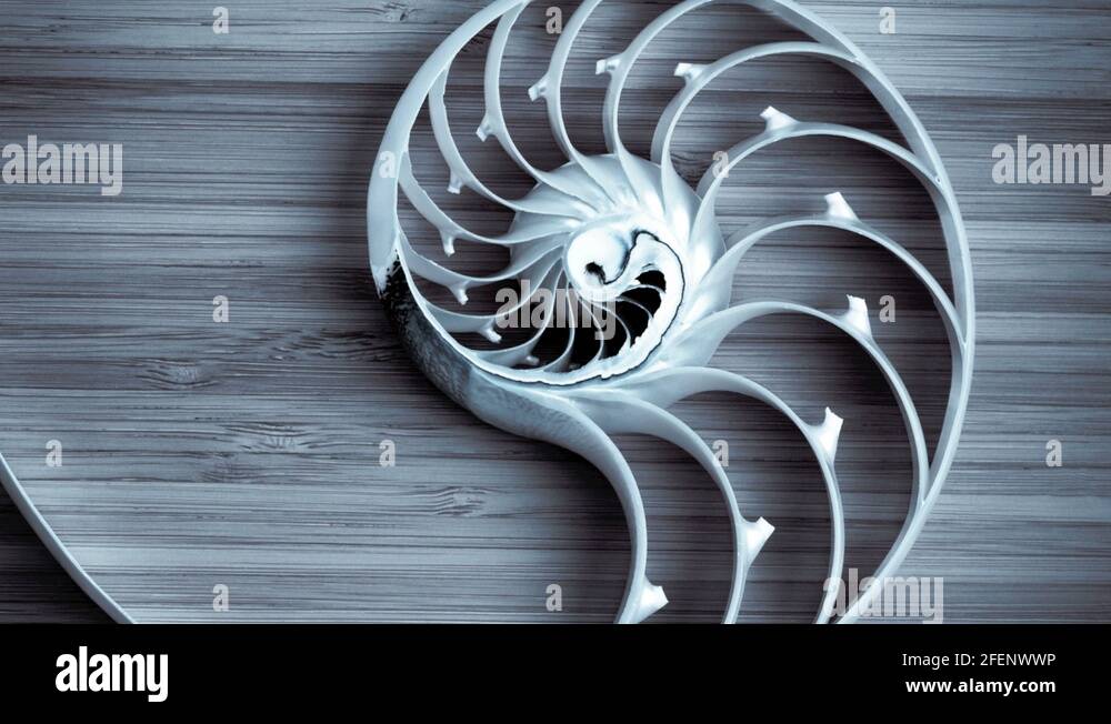 Bamboo shell Stock Videos & Footage - HD and 4K Video Clips - Alamy