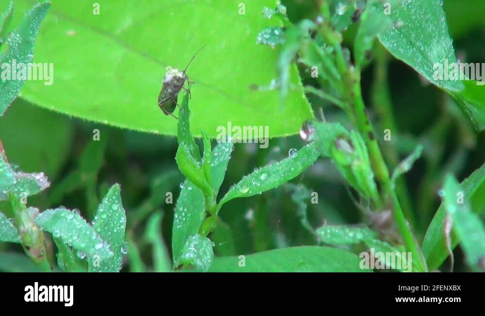Insects with nature and spiders Stock Videos & Footage - HD and 4K ...
